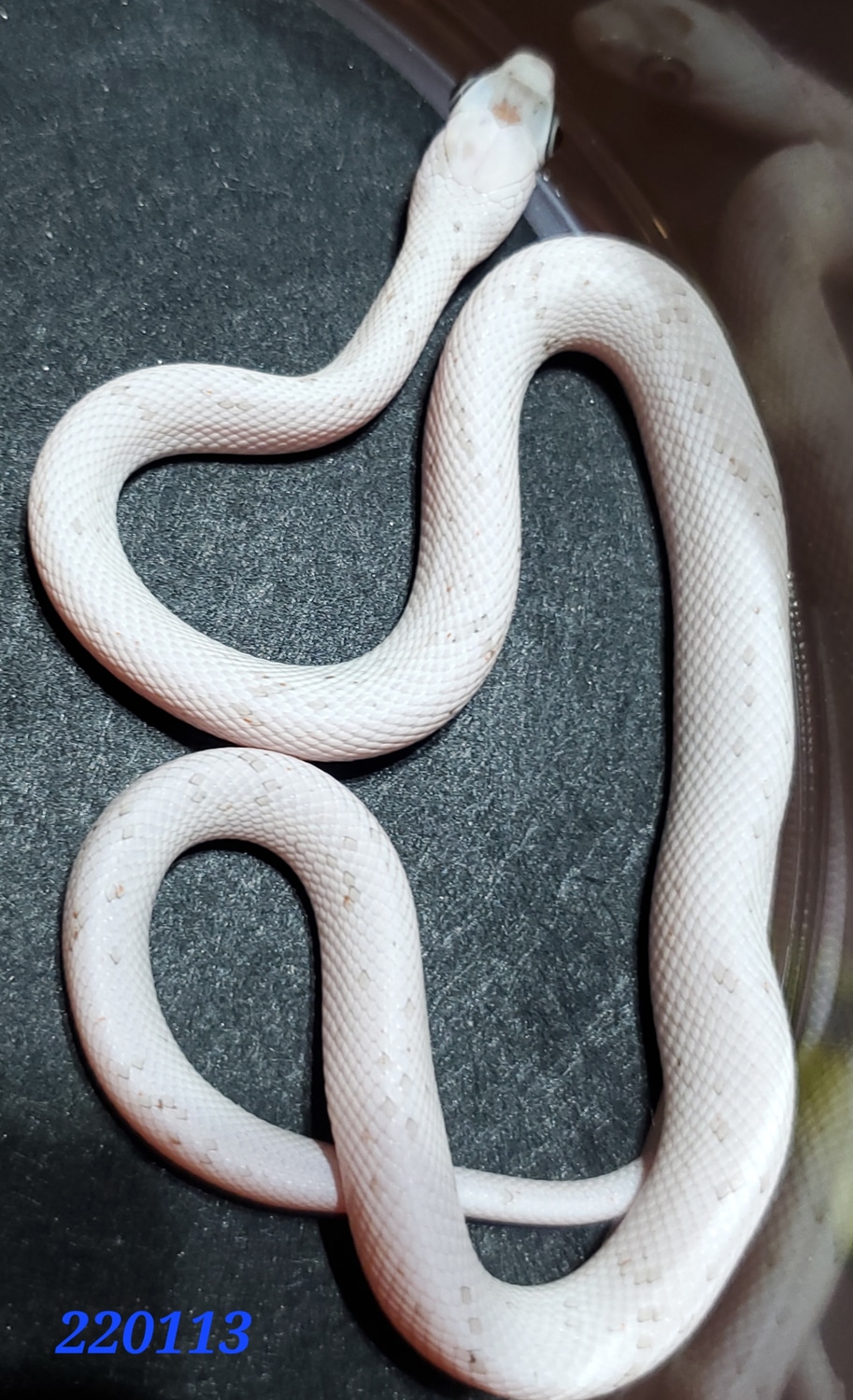 Palmetto Corn Snake by For The Love Of Reptiles - MorphMarket