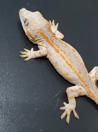 Gargoyle Deadpool Line SALE Gargoyle Gecko by For The Love Of Reptiles