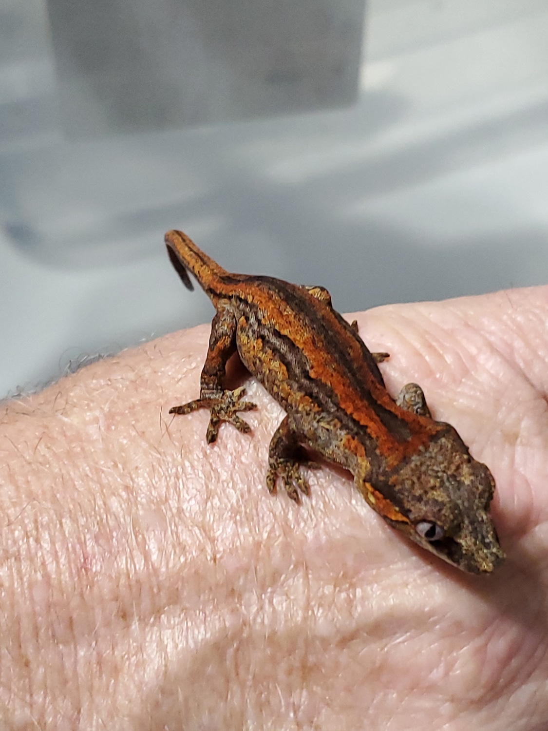 Deadpool Line Gargoyle SALE Gargoyle Gecko by For The Love Of Reptiles ...