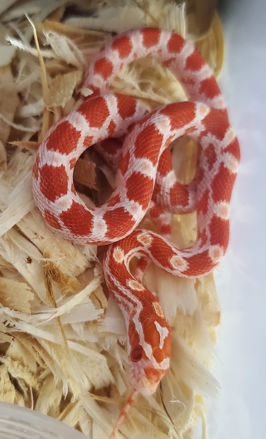 Amel Het Palmetto Corn Snake by For The Love Of Reptiles - MorphMarket