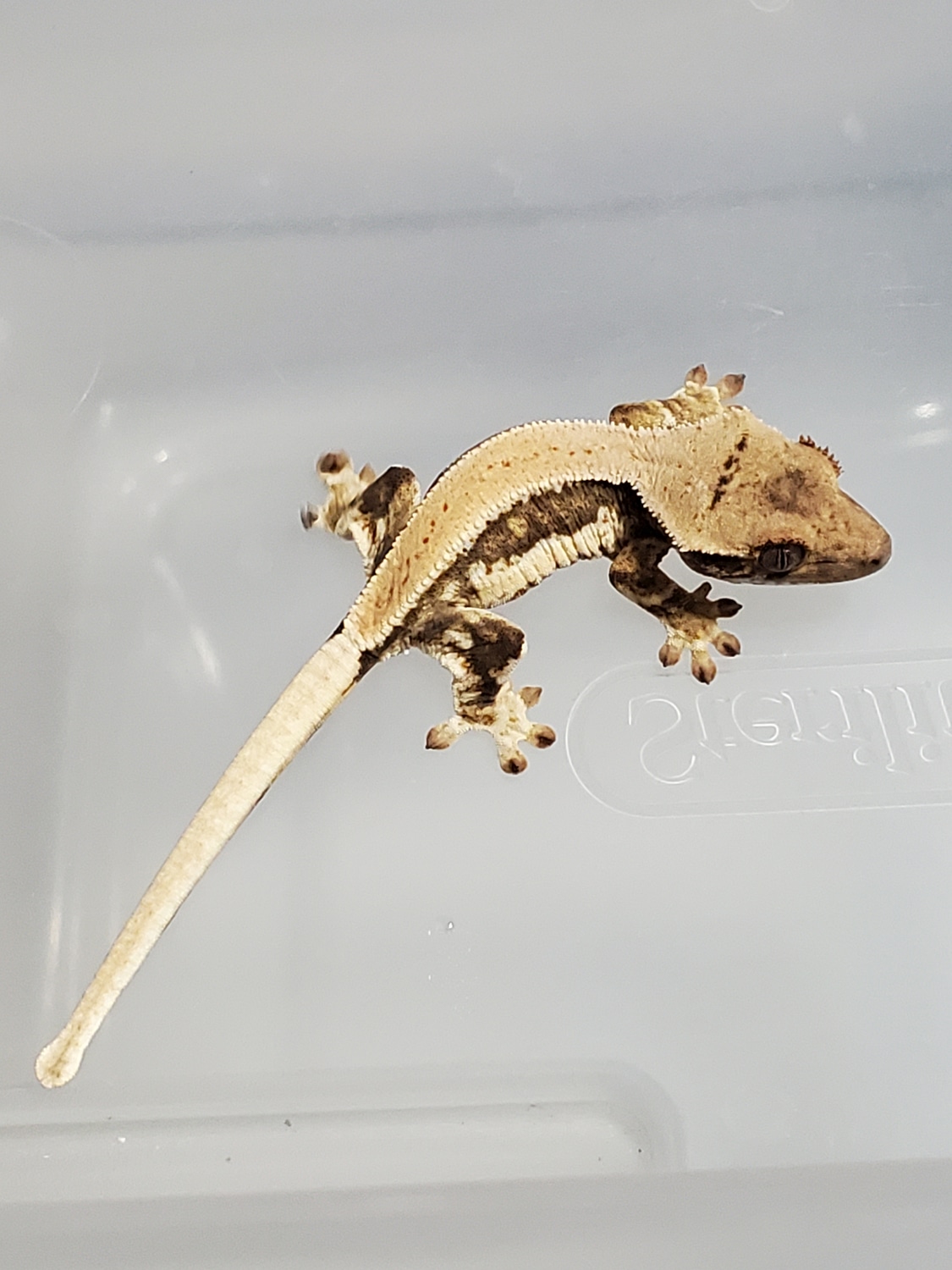 Lily White Crested Gecko by For The Love Of Reptiles - MorphMarket