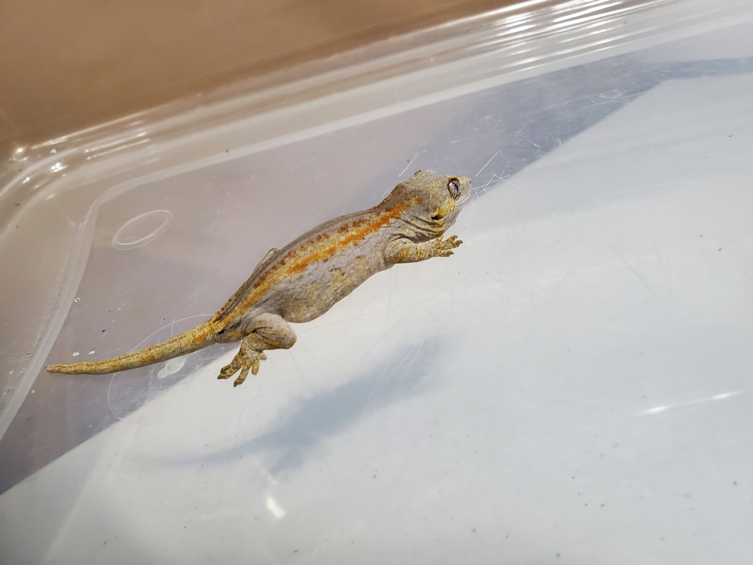 Red Stripe Deadpool Line Gargoyle Gecko by For The Love Of Reptiles ...