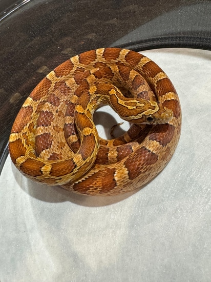 Triple Het Amel Scaleless Palmetto Corn Snake by For The Love Of Reptiles