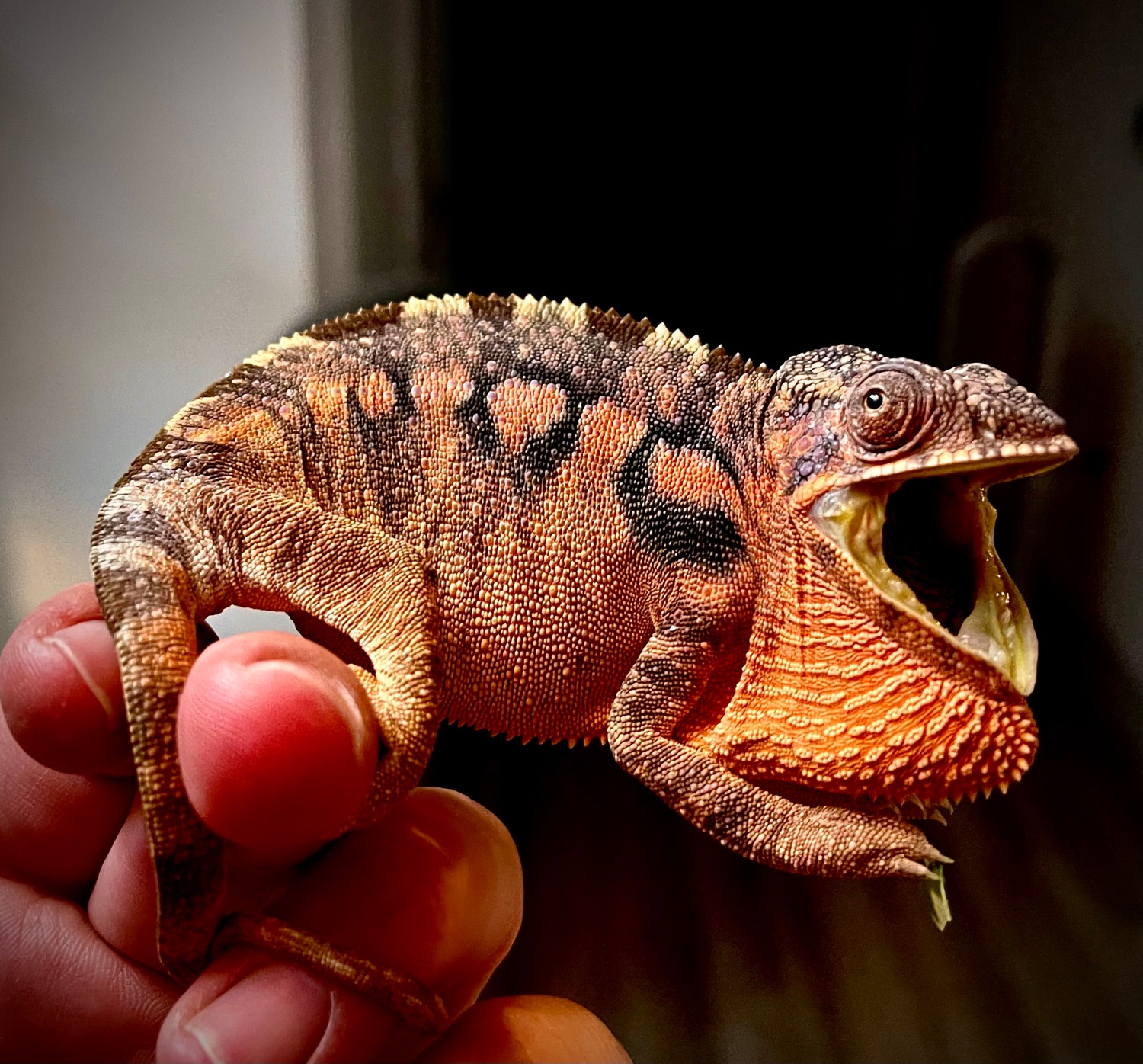 Nosy Be Female Panther Chameleon by Neon Chameleons - MorphMarket