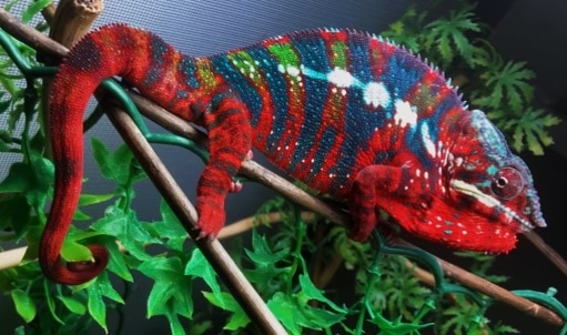 Red Body Blue Bar Panther Chameleon by Neon Chameleons