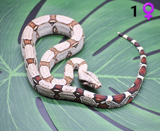 Bcc Ecuador Melanogaster True Red-Tailed Boa Constrictor by Charm_of ...