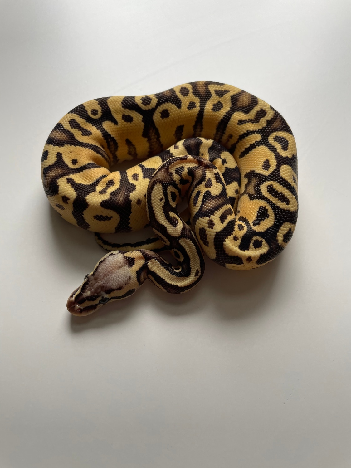 FireFly YB/Gravel Ball Python by Charmcityserpents - MorphMarket