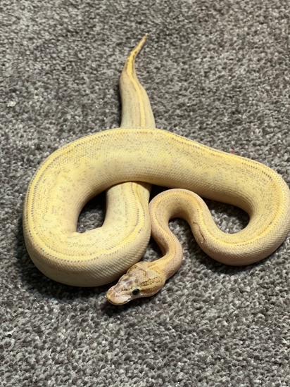 Pinstripe Highway Ball Python by CharmCityExotics