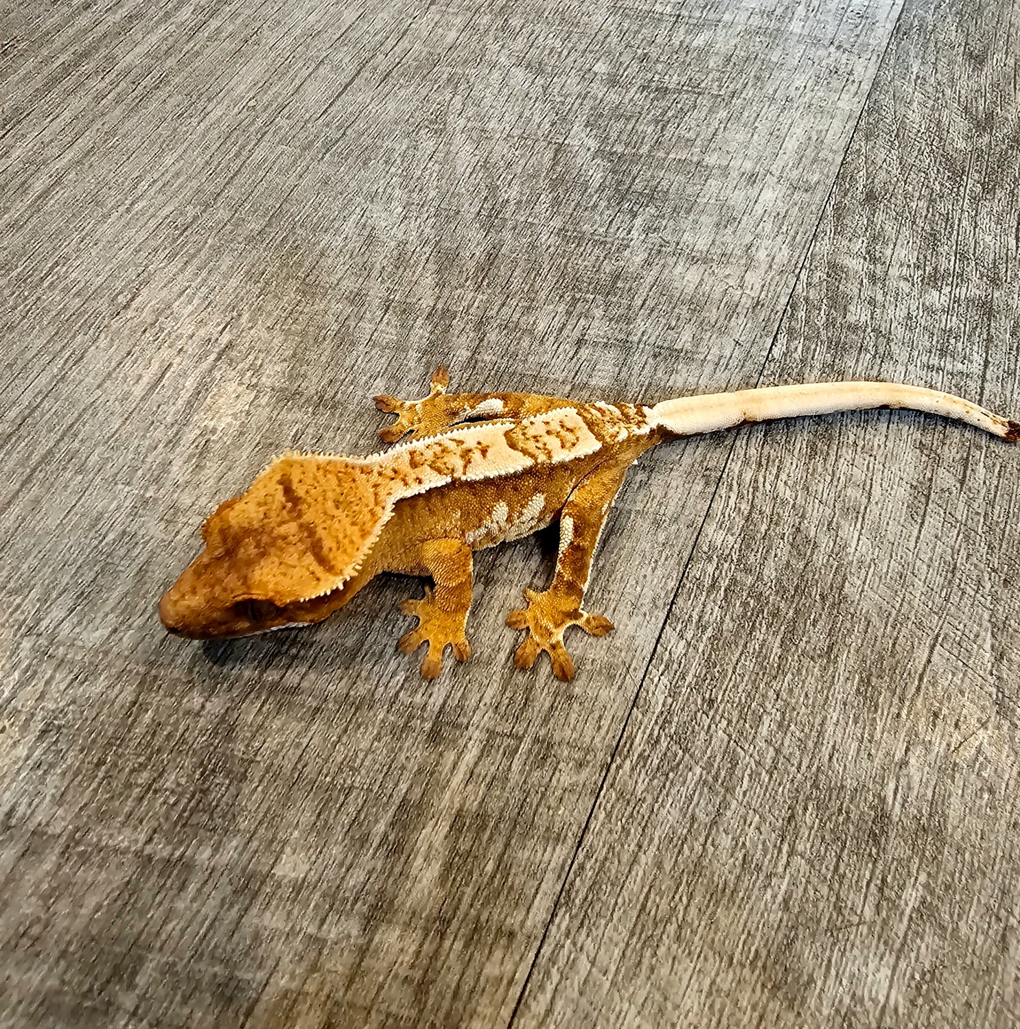 Free Shipping! Yellow And White Crested Gecko by CAT5 Exotics LLC ...