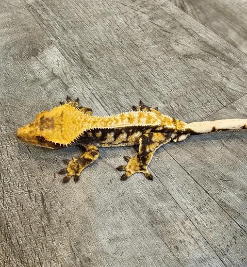 Grimm X Blue Moon Tri-color Crested Gecko by CAT5 Exotics LLC