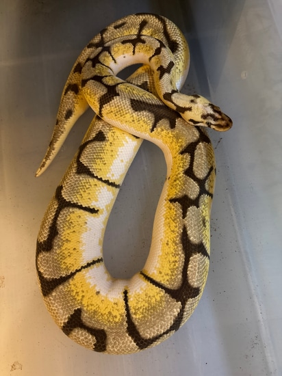 0.1 BumbleBee OD Enchi Ball Python by Mad Dog Exotics