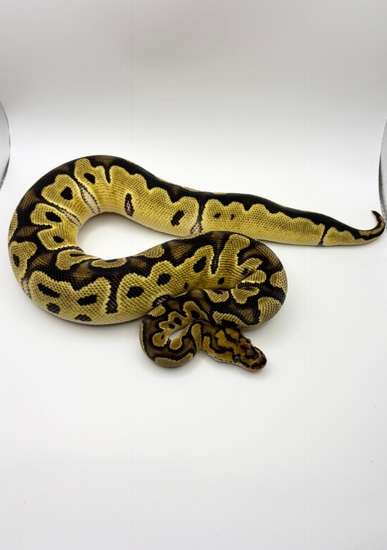 1.1 Super OD Clown Pair Ball Python by Mad Dog Exotics