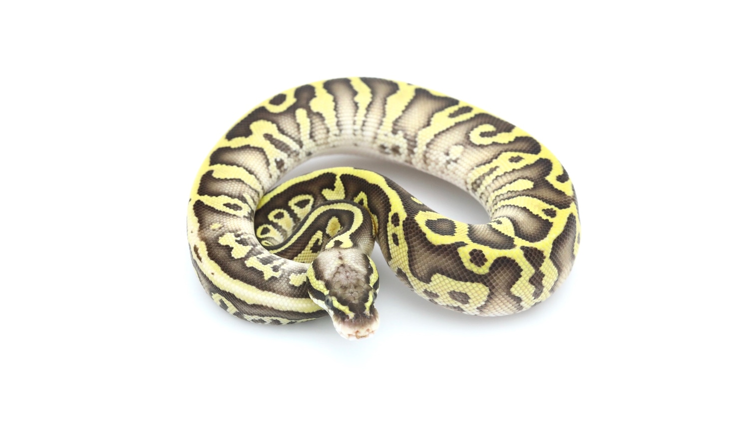Pastel Butter Leopard Het Clown Ball Python by Designer Reptiles LLC ...