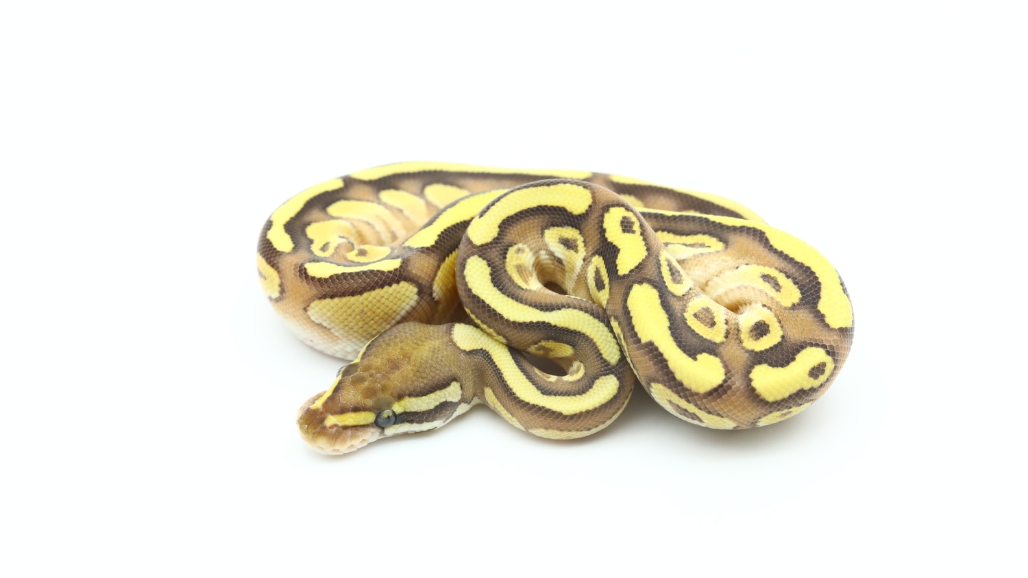 Nuclear Ball Python by Designer Reptiles LLC - MorphMarket