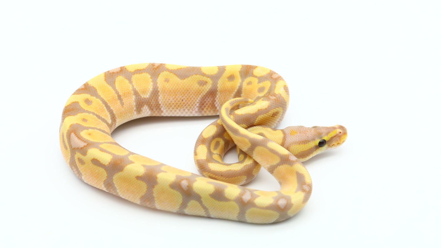 Banana Enchi Het Genetic Stripe Ball Python by Designer Reptiles LLC ...
