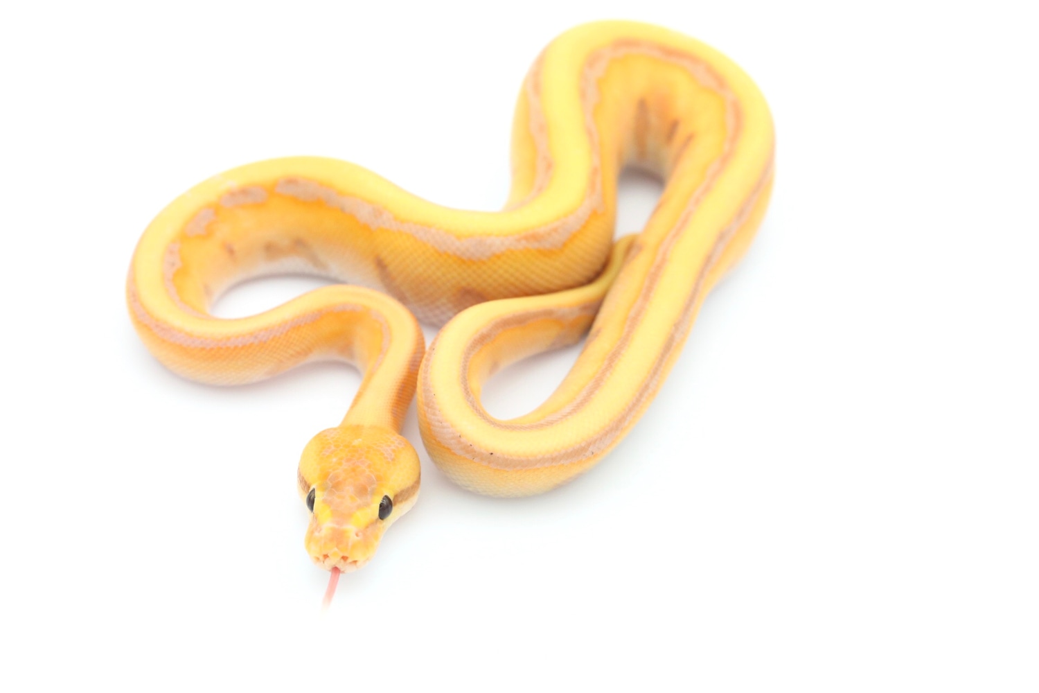 Banana Enchi Genetic Stripe Ball Python by Designer Reptiles LLC ...
