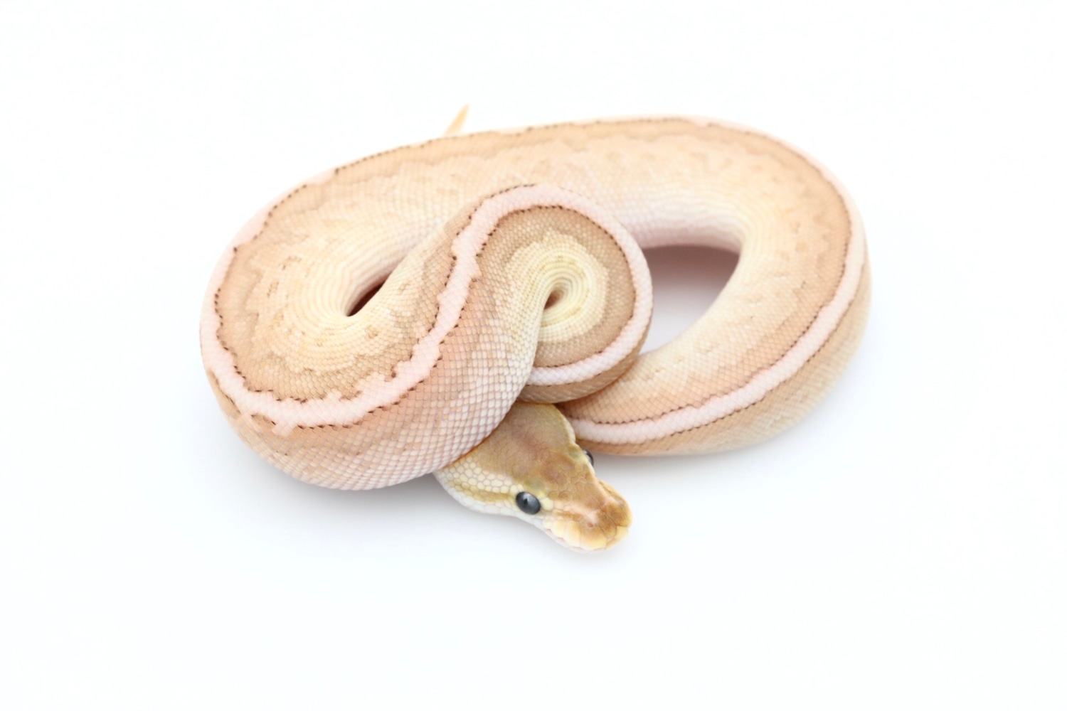 Nuclear Cinnamon Pinstripe Ball Python by Designer Reptiles LLC ...