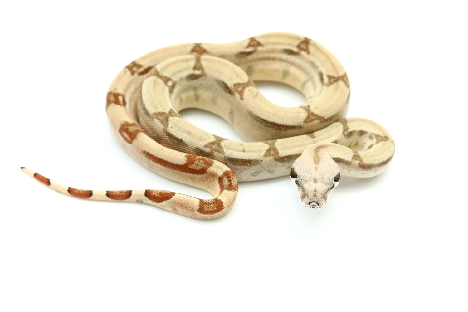 Hypo Fire Boa Constrictor by Designer Reptiles LLC - MorphMarket