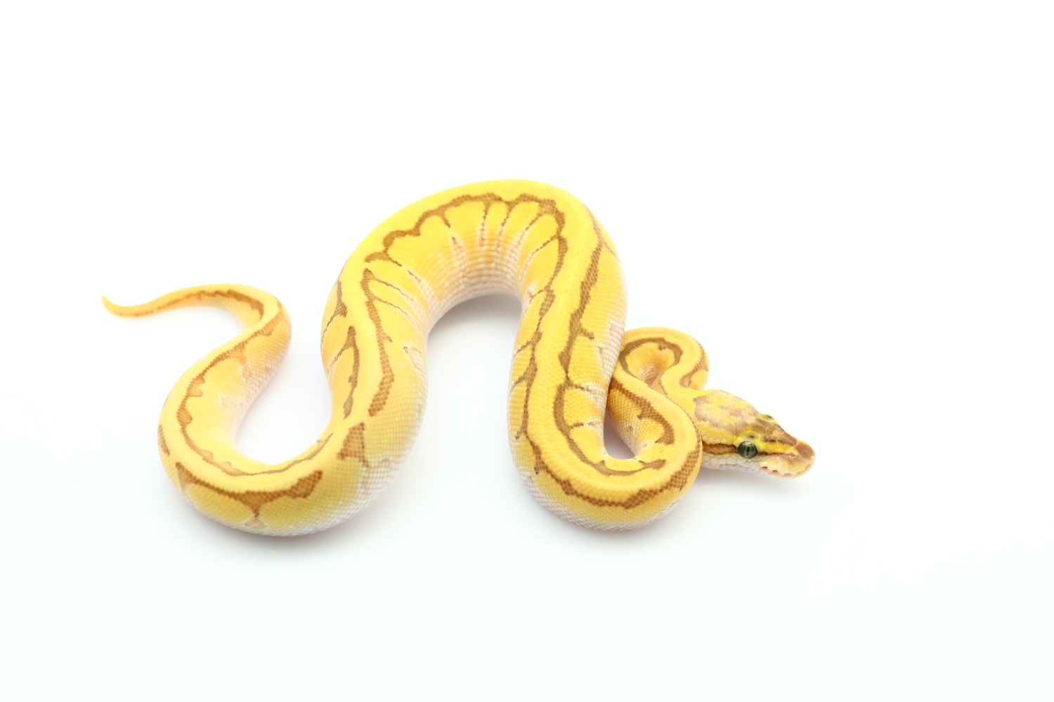 Emperor Pin Enchi Ball Python by Designer Reptiles LLC - MorphMarket