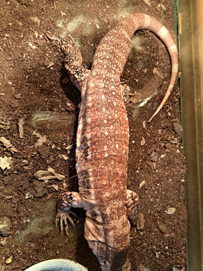 Red Tegu Argentine Tegus by Chase Brunner