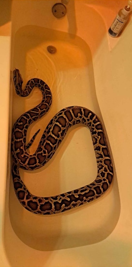Adult Normal Burmese Python by Chase Brunner
