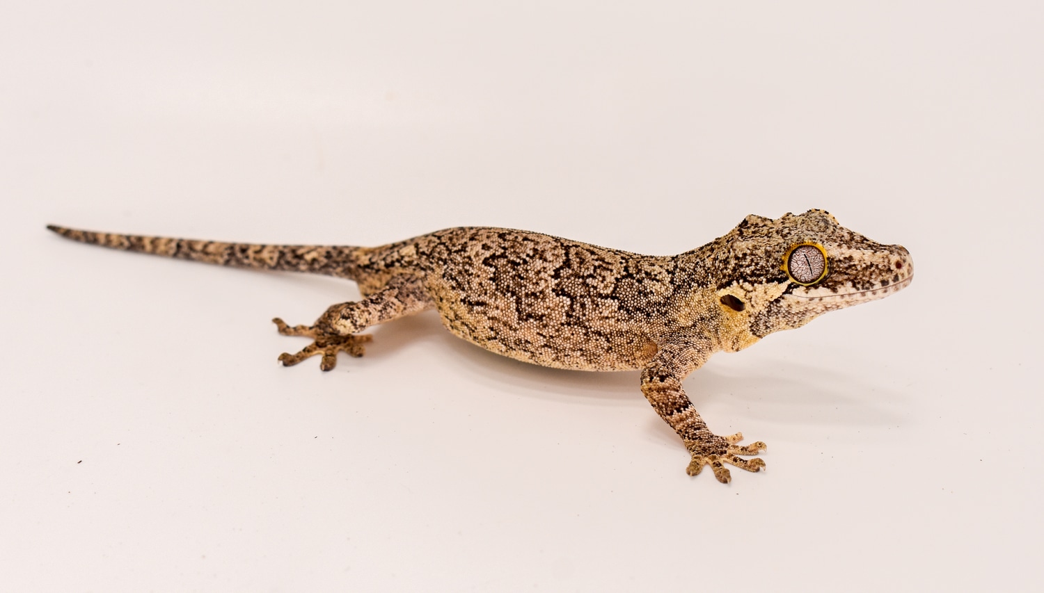 Reticulated Gargoyle Gecko by Rhac N Roll - MorphMarket