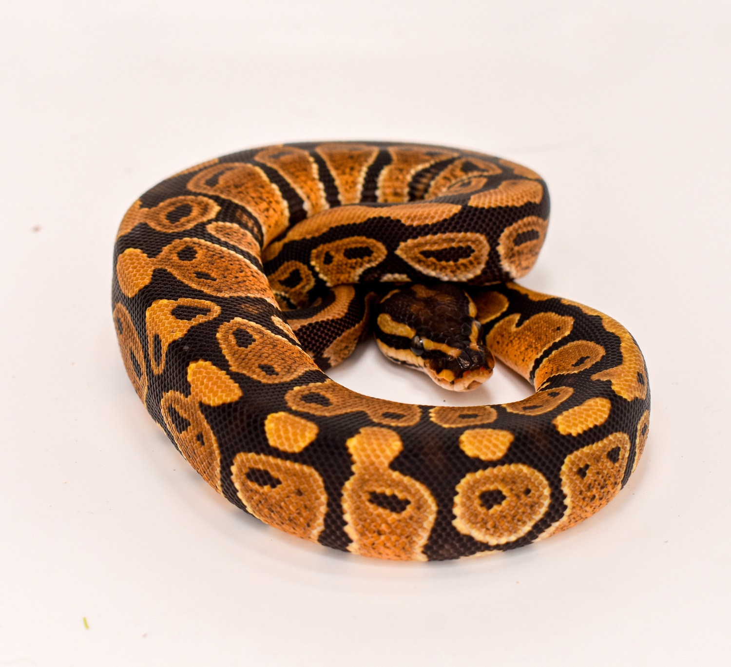 Special Spector Ball Python by Rhac N Roll - MorphMarket