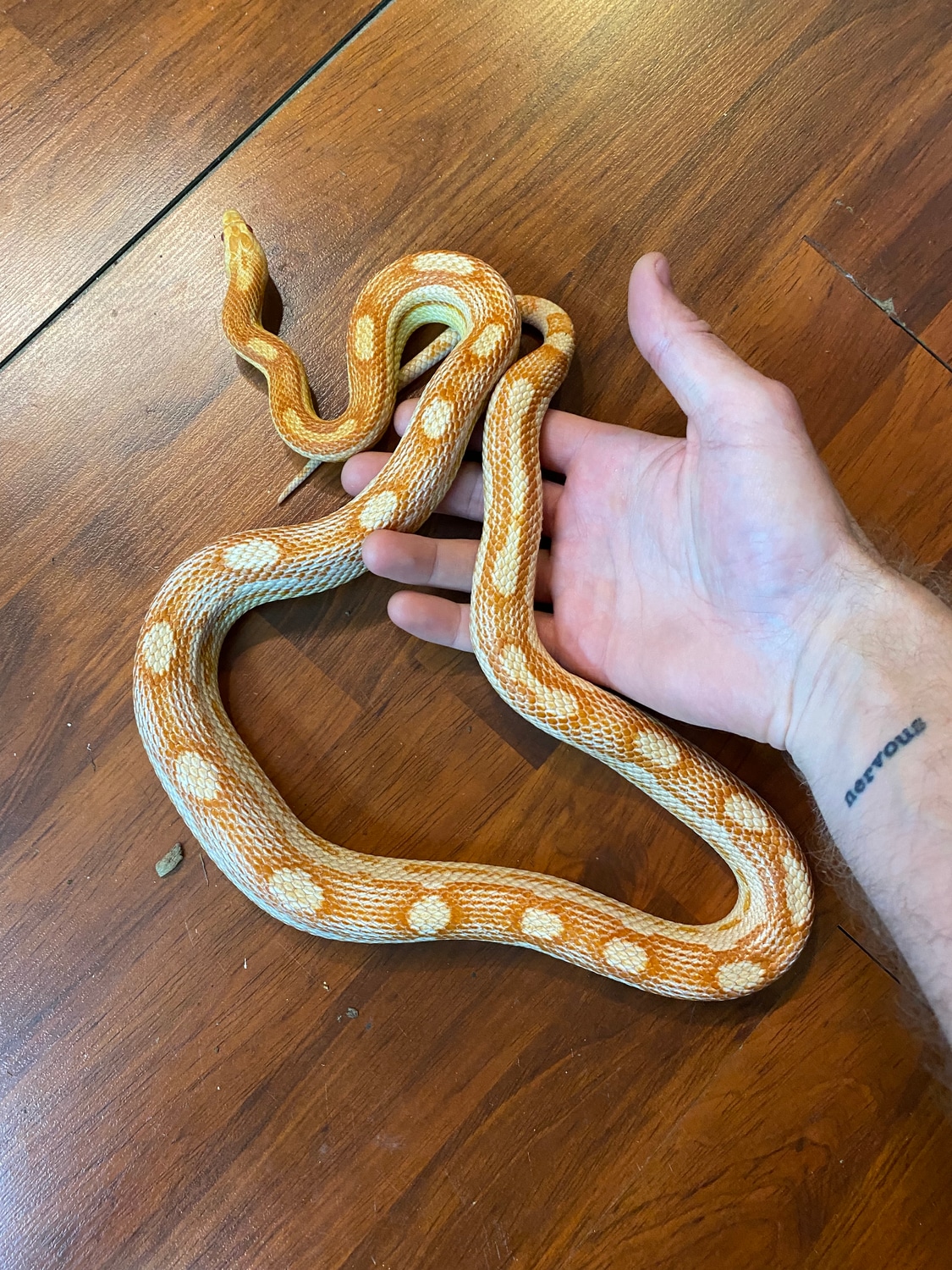 RTB Motley Amelanistic Corn Snake by Rhac N Roll - MorphMarket