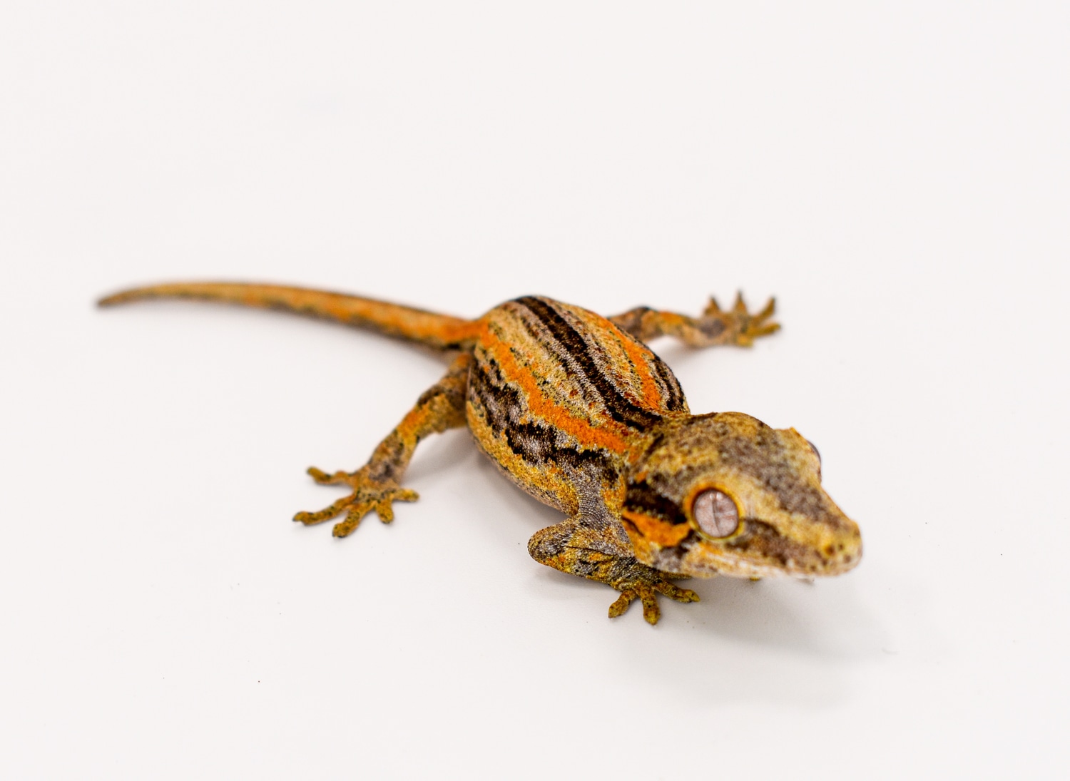 Orange Super Stripe Yellow Base Gargoyle Gecko by Rhac N Roll - MorphMarket
