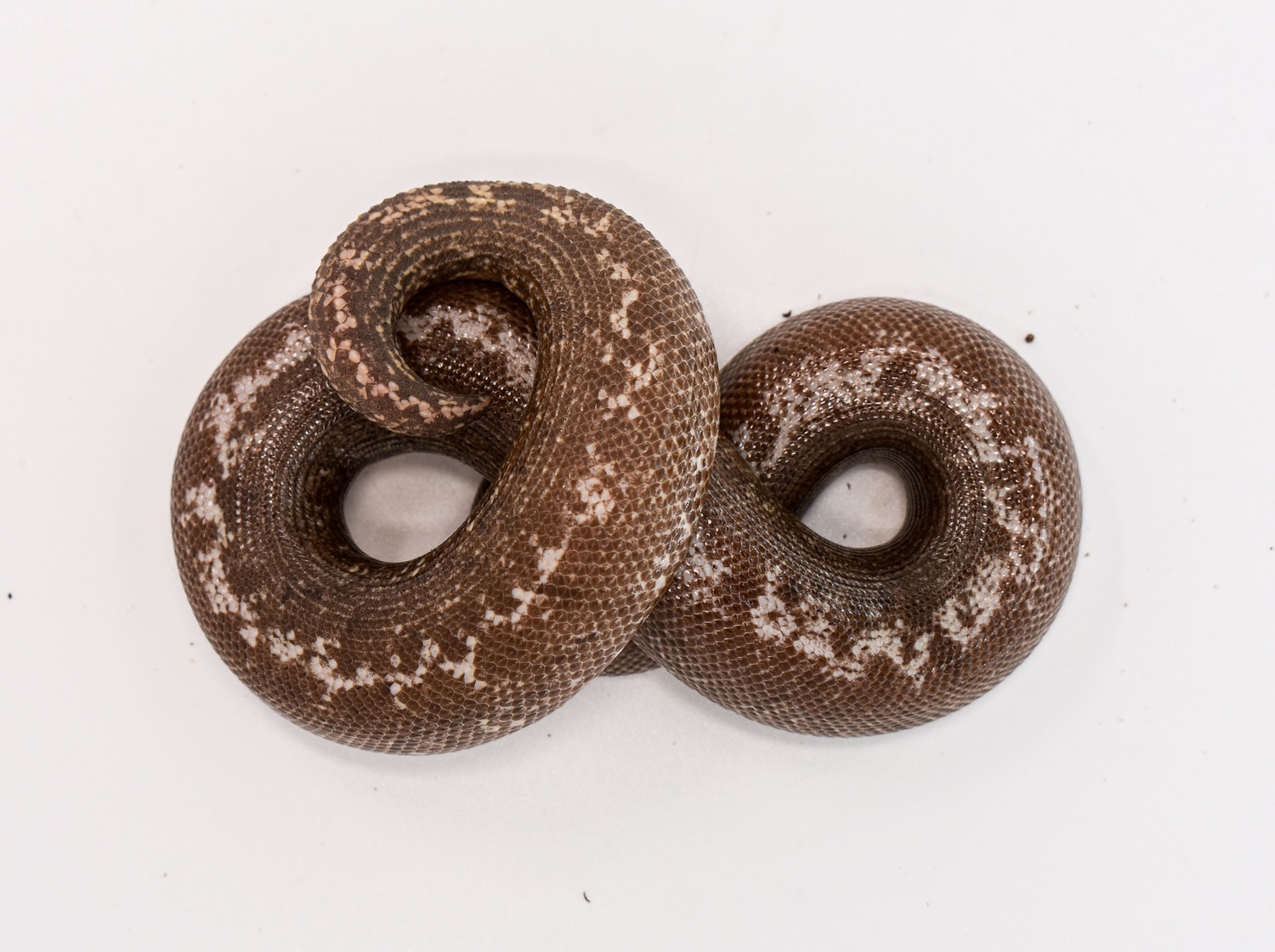 B&W Anery Stripe Kenyan Sand Boa by Rhac N Roll - MorphMarket
