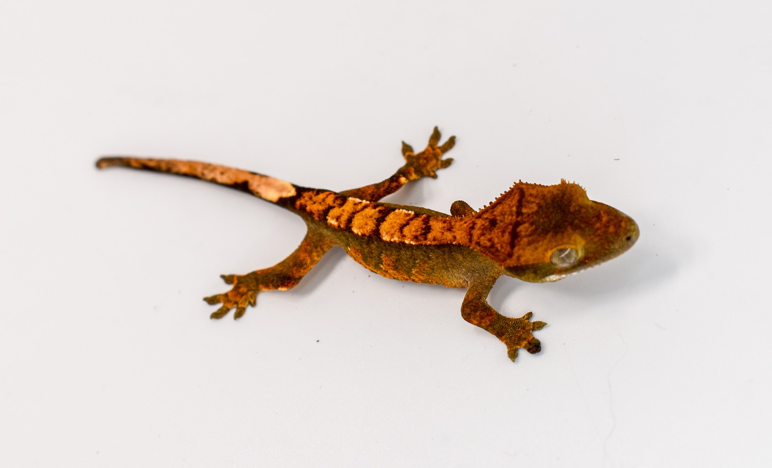 Orange Harlequin Crested Gecko by Rhac N Roll - MorphMarket
