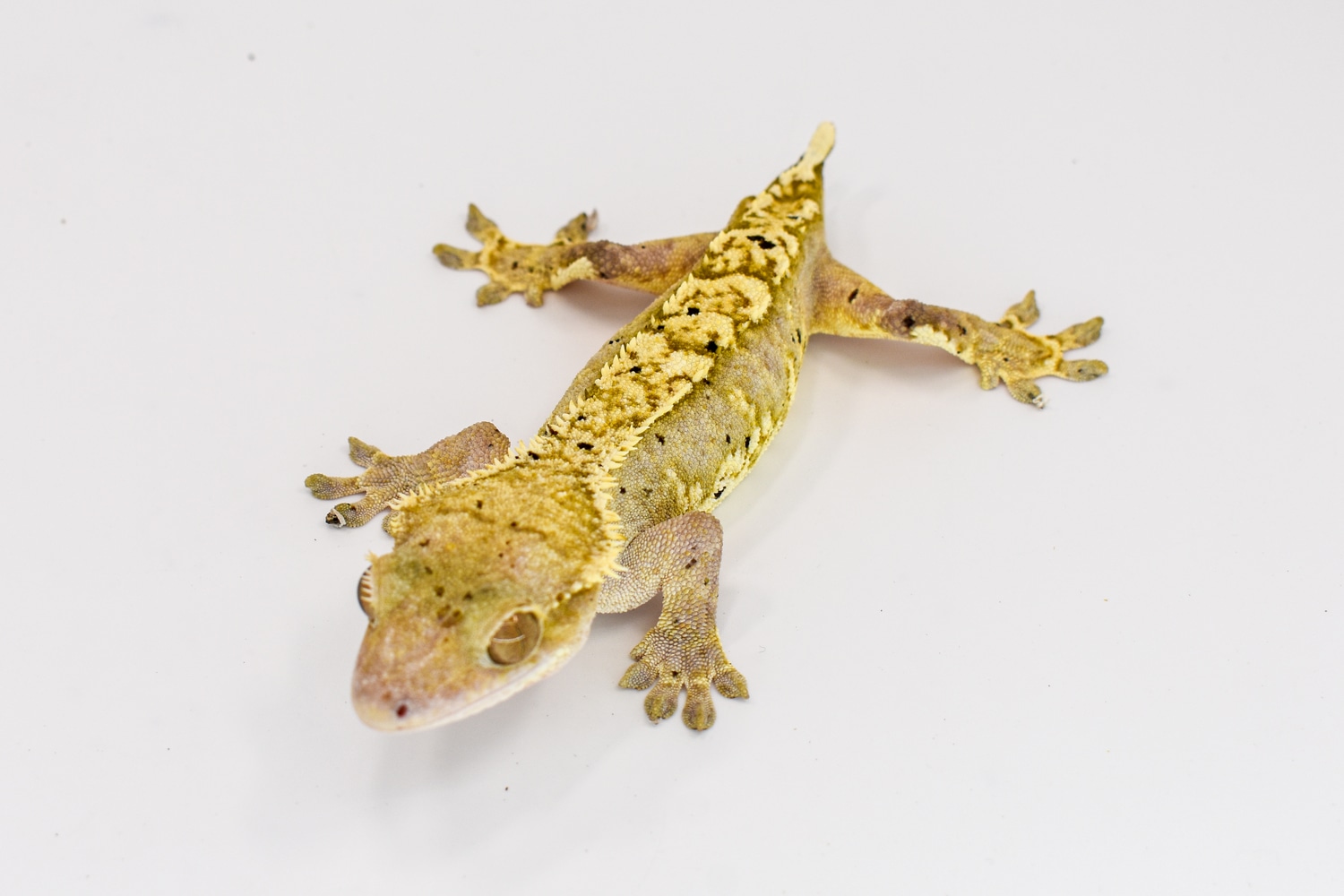 Yellow Harlequin Dalmatian Crested Gecko by Rhac N Roll - MorphMarket