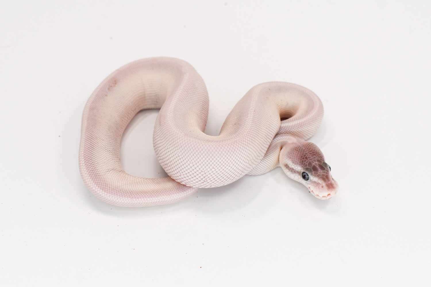 Super Mojave BEL Ball Python by Rhac N Roll - MorphMarket
