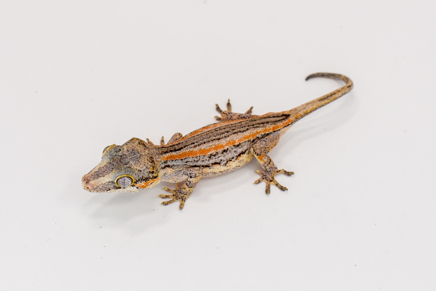 Orange Stripe Gargoyle Gecko by Rhac N Roll - MorphMarket