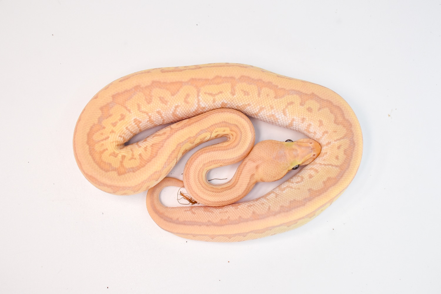Mojave Banana Pinstripe 50% Het Pied Ball Python by Rhac N Roll ...