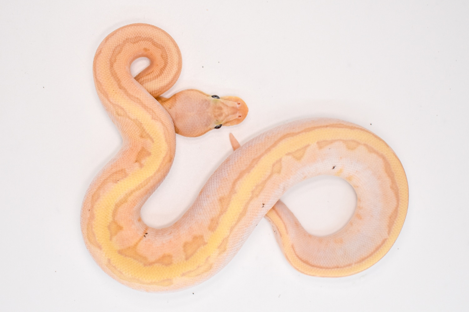 Super Pastel Calico Banana Pinstripe 50% Het Piebald Ball Python by ...
