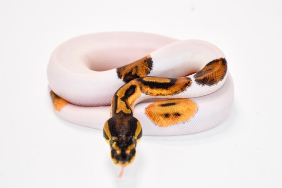 Emoji Piebald Ball Python by Rhac N Roll
