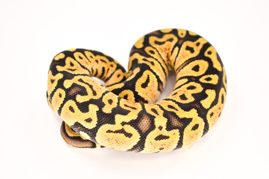 Super Pastel *kinked Tail* Ball Python by Rhac N Roll