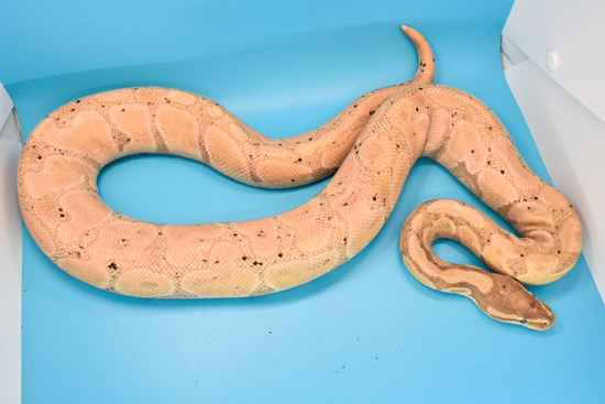 RTB Banana Het Hypo Ball Python by Rhac N Roll