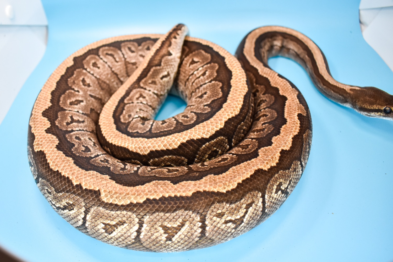 Mojave Pinstripe Ball Python by Rhac N Roll - MorphMarket