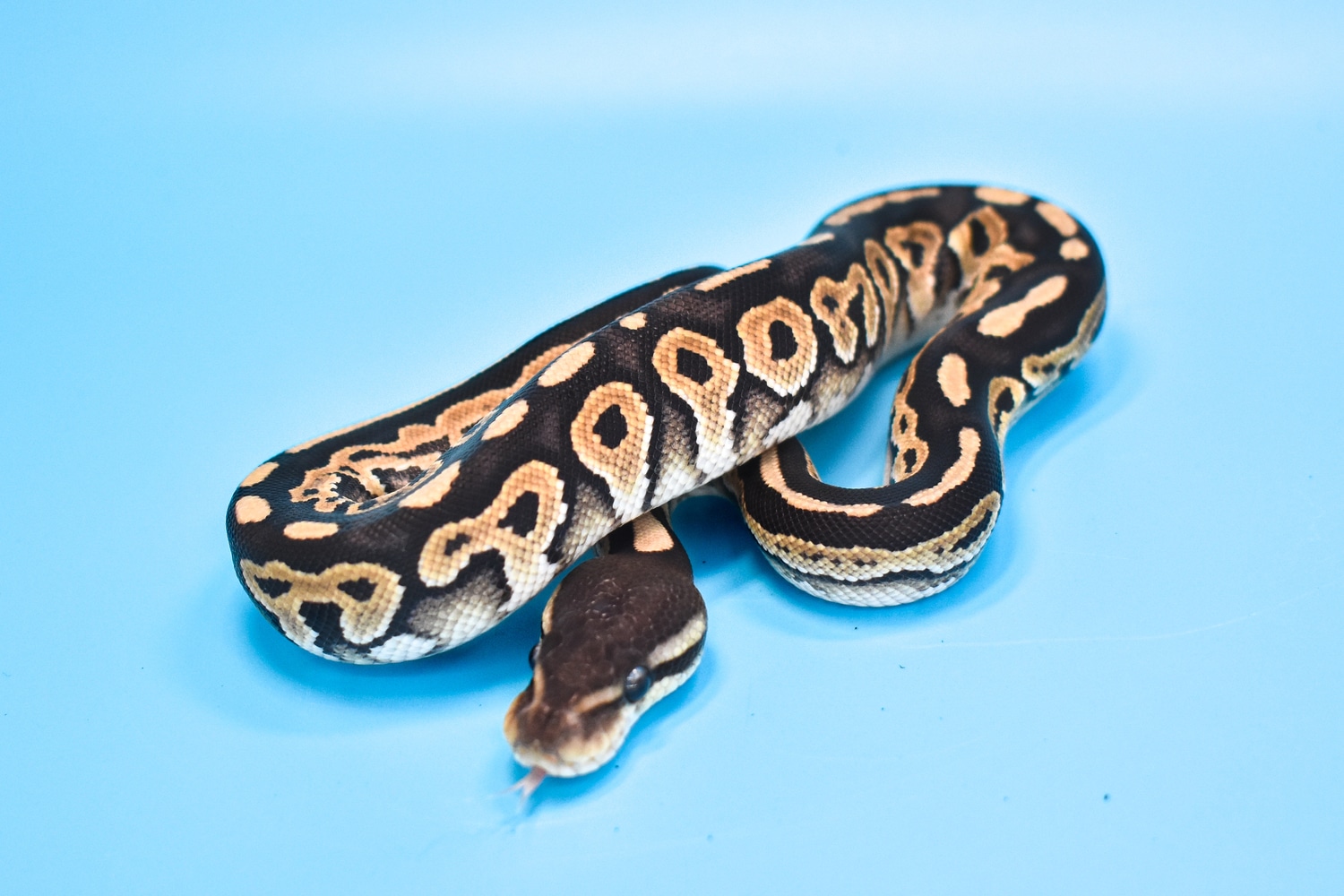 Black Head Mystic Ball Python by Rhac N Roll - MorphMarket