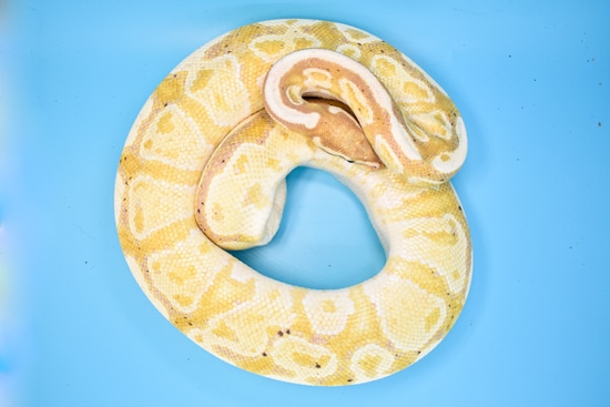 Banana Fire Ball Python by Rhac N Roll