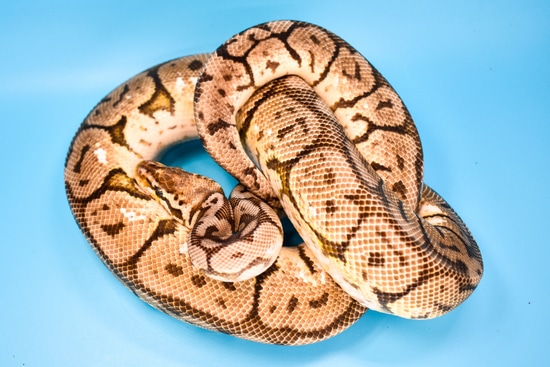 Pewter Bee (Proven) NO RESERVE Ball Python by Rhac N Roll