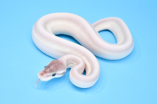 BEL (Super Mojave) Ball Python by Rhac N Roll