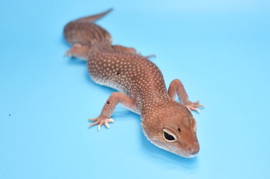 Blizzard Eclipse Paradox Leopard Gecko by Rhac N Roll