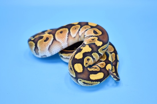 Butter YB/Specter Ball Python by Rhac N Roll
