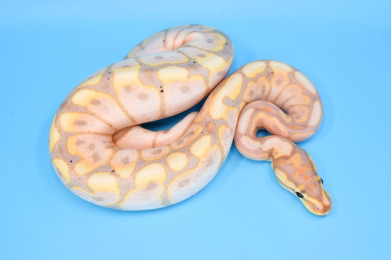 Banana Black Widow Ball Python by Rhac N Roll