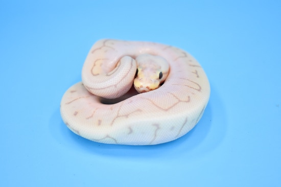Killer Spinner Banana 50% Het Piebald (Hatchling) Ball Python by Rhac N ...