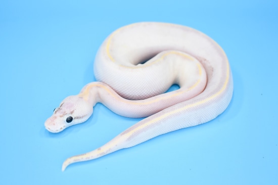 Ivory Pastel Phenomenon *Partho Clutch* (Hatchling) Ball Python by Rhac N Roll
