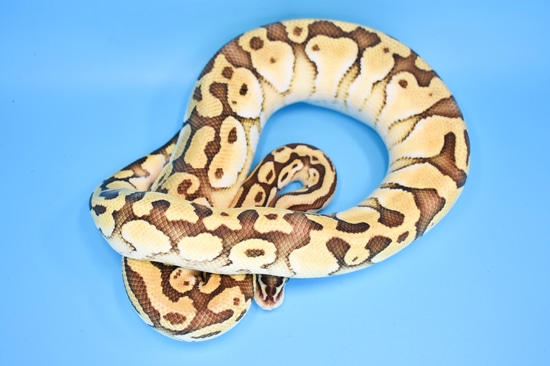 Super Pastel Butter Yellowbelly Possible RARE Phenomenon (Subadult ...